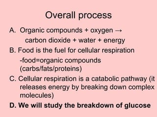How Food Fuels Cellular Respiration