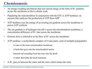 Oxidative Phosphorylation | PPT