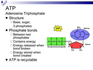 Cellular respiration | PPT