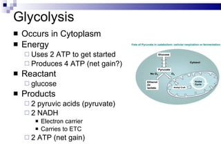 Cellular respiration | PPT | Chemistry | Science