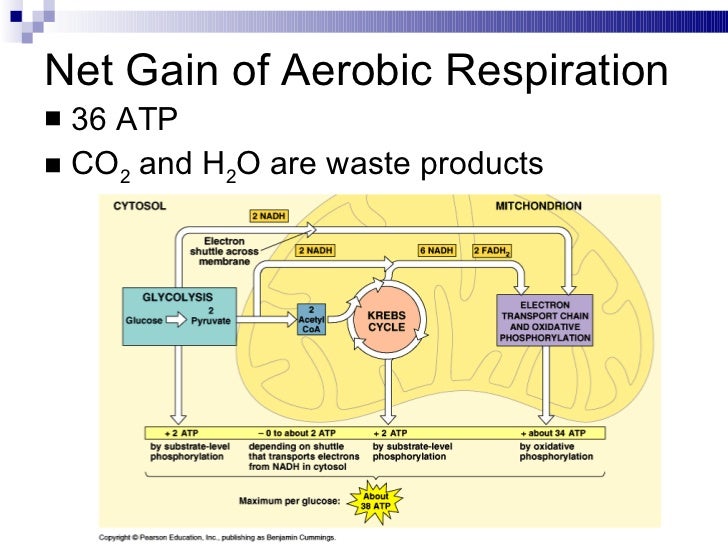 Cellular respiration