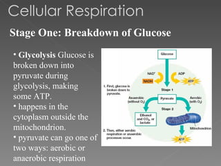 Cellular respiration | PPT