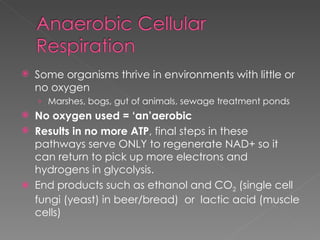 Cellular respiration | PPT