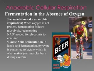 Cellular respiration | PPT