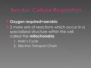 Cellular respiration | PPT