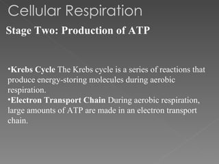 Cellular respiration | PPT
