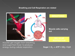 Cellular respiration | PPT