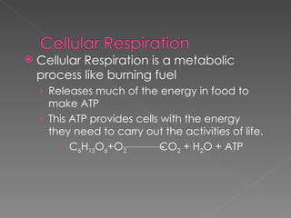 Cellular respiration | PPT
