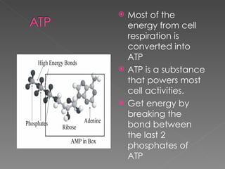 Cellular respiration | PPT