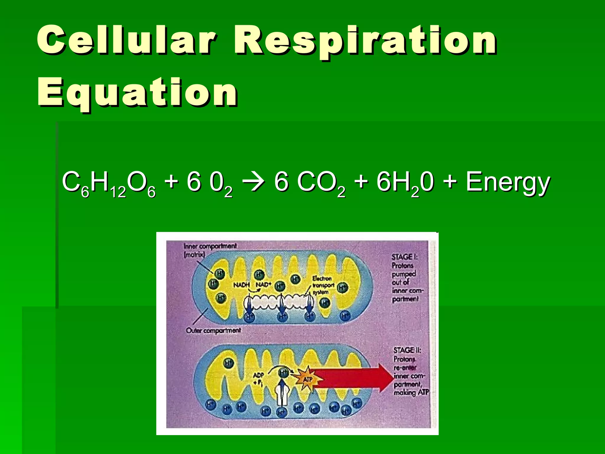 Cellular respiration | PPT