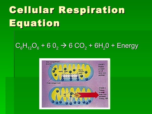 Cellular respiration | PPT Cellular respiration | PPT
