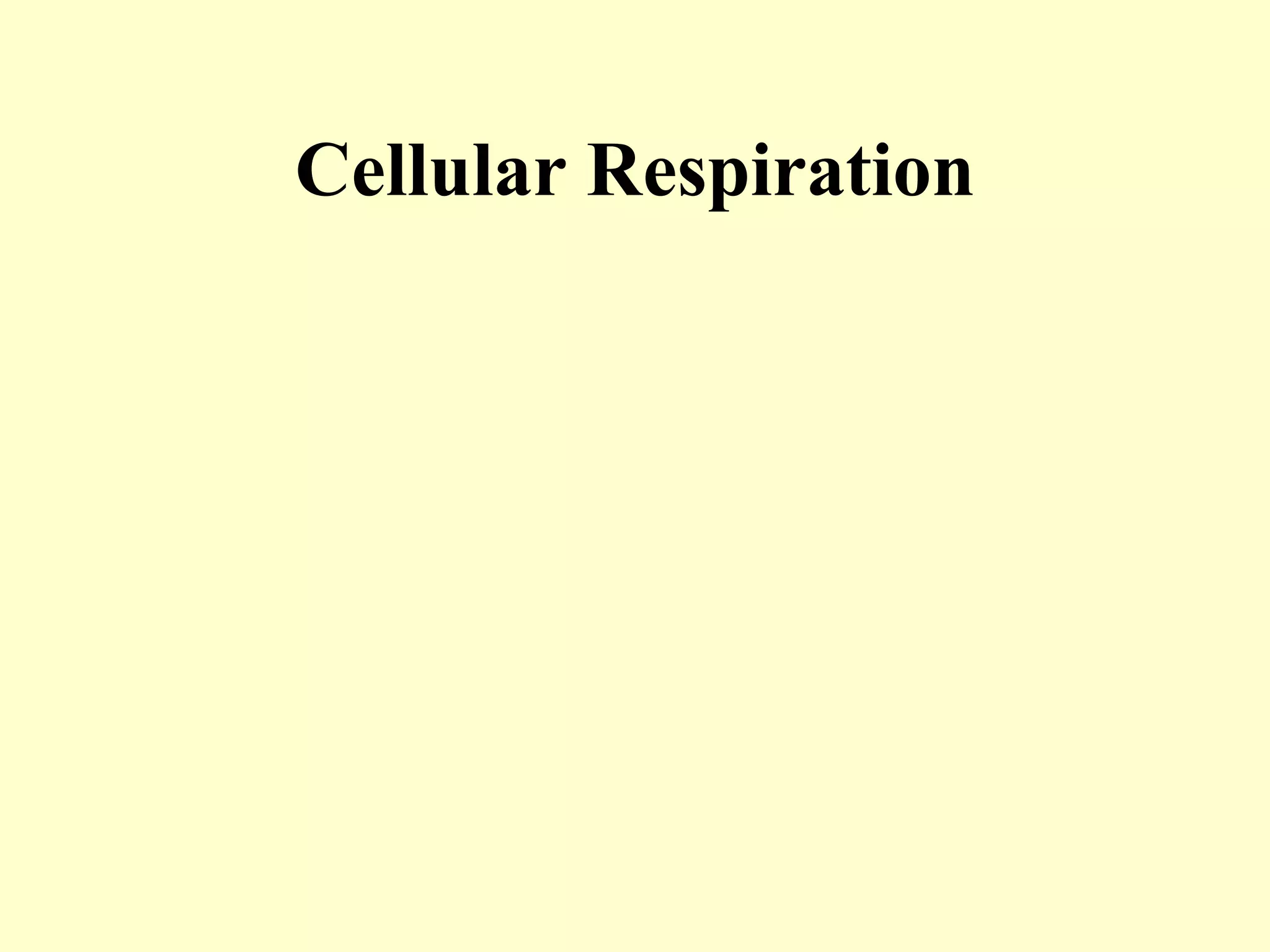 Cellular respiration | PPT