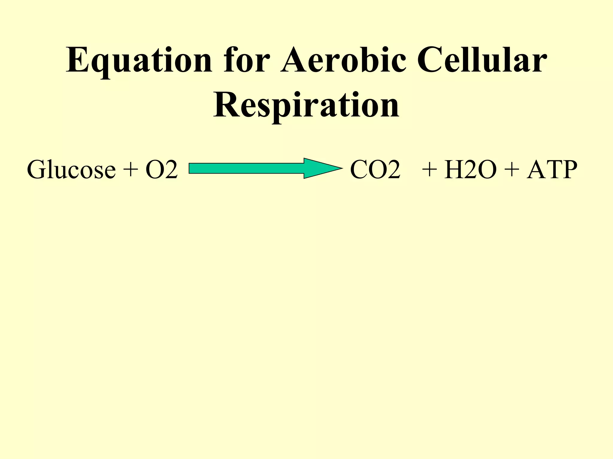 Cellular respiration | PPT