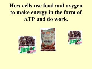 Cellular respiration | PPT