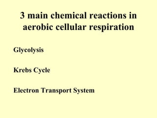 Cellular respiration | PPT