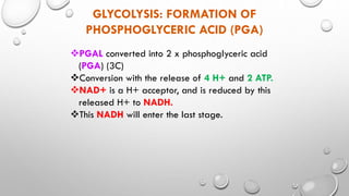 Cellular respiration | PPTX