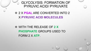 Cellular respiration | PPTX