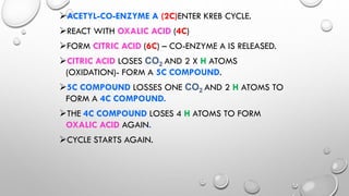 Cellular respiration | PPTX
