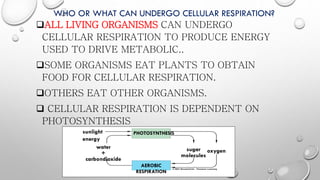 Cellular respiration | PPTX