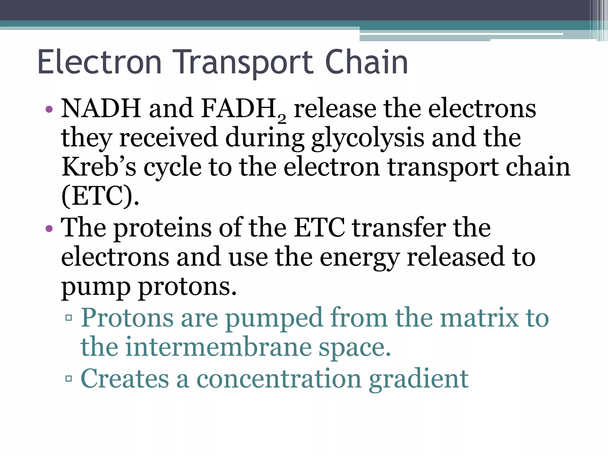 Cellular respiration | PPTX