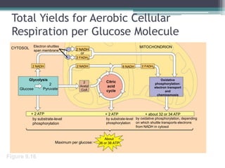 Cellular respiration | PPTX