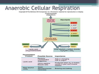 Cellular respiration | PPTX