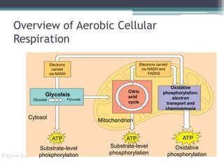 Cellular respiration | PPTX