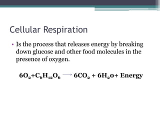 Cellular respiration | PPTX