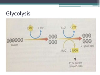 Cellular respiration | PPTX