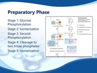 Cellular Respiration | PPTX