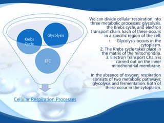 Cellular Respiration | PPTX