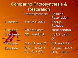 Cellular respiration | PPT