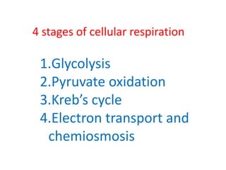 The Four Stages Of Cellular Respiration