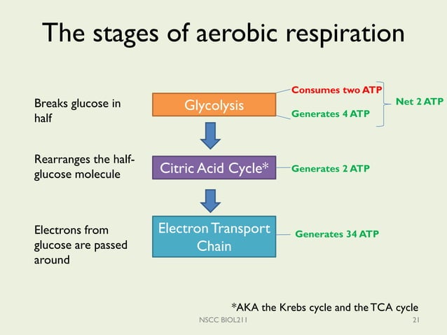 ZOO1- Cellular respiration | PPT