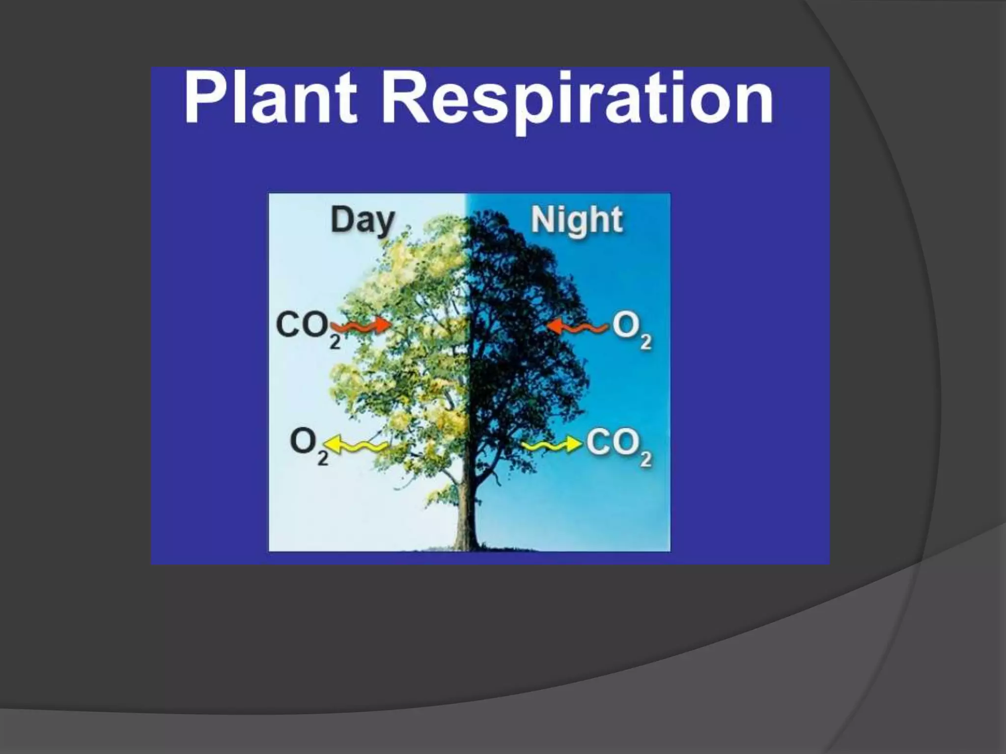 Cellular respiration | PPTX