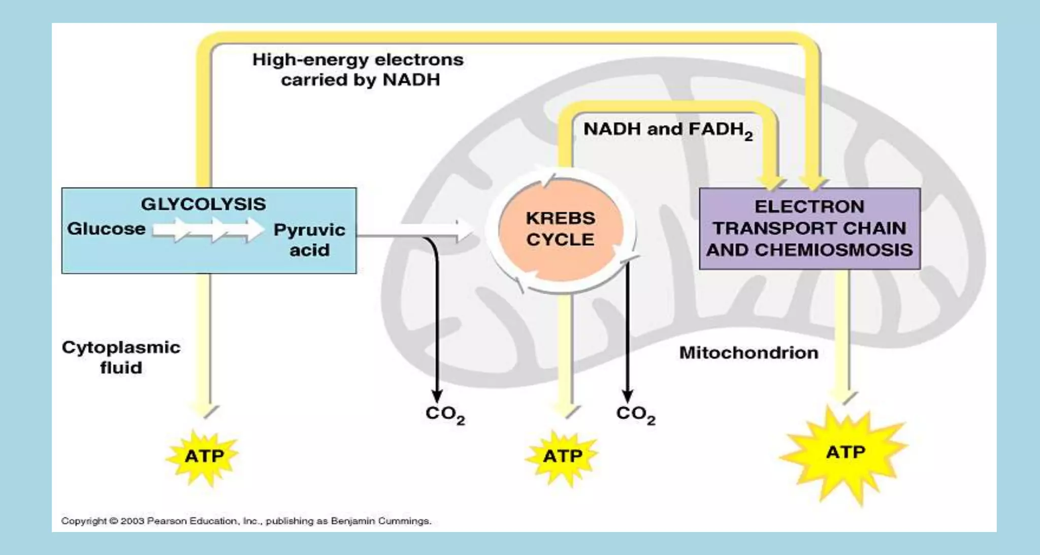 Cellular respiration | PPT