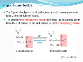 Cellular respiration | PPTX