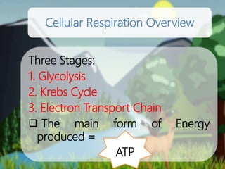 Cellular respiration | PPTX