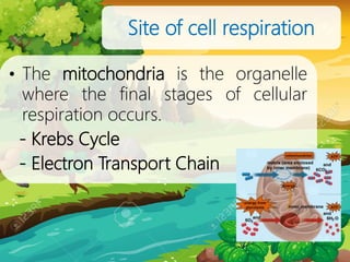 Cellular respiration | PPT