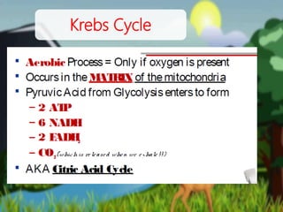 Cellular respiration | PPT