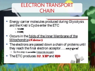 Cellular respiration | PPT