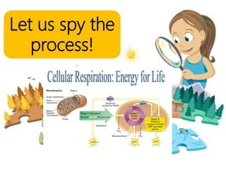 Glycolysis Steps For Kids
