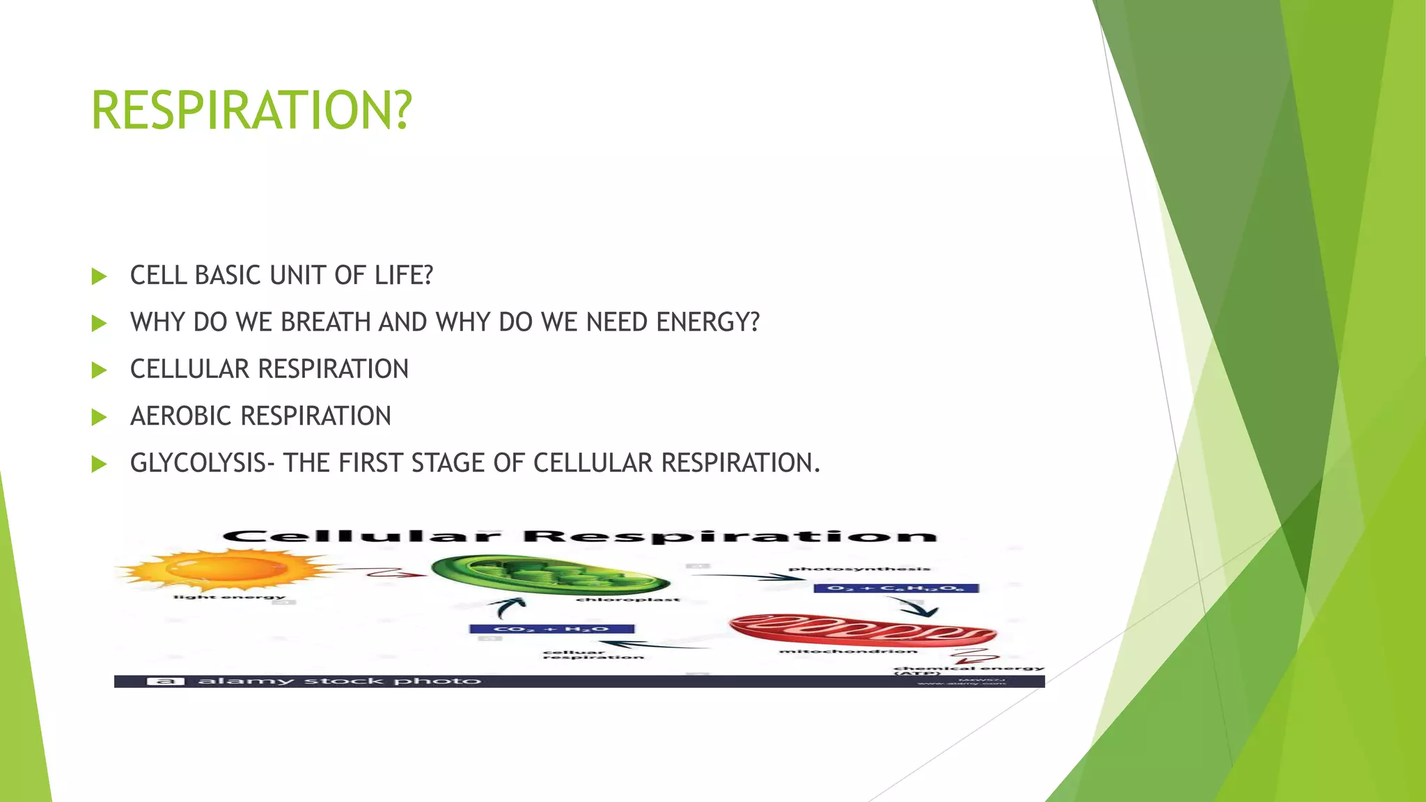 Cellular respiration | PPT