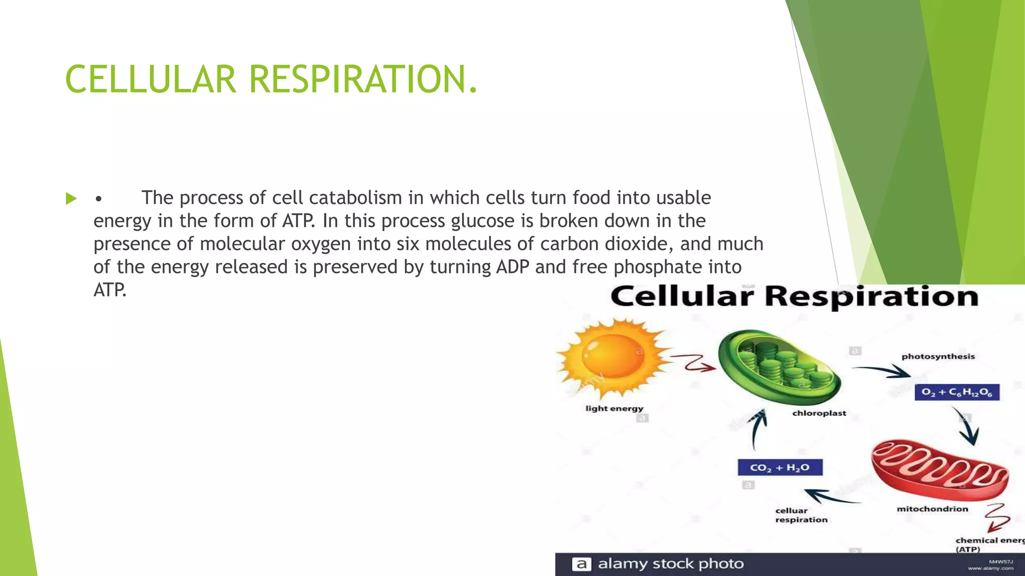 Cellular respiration | PPT