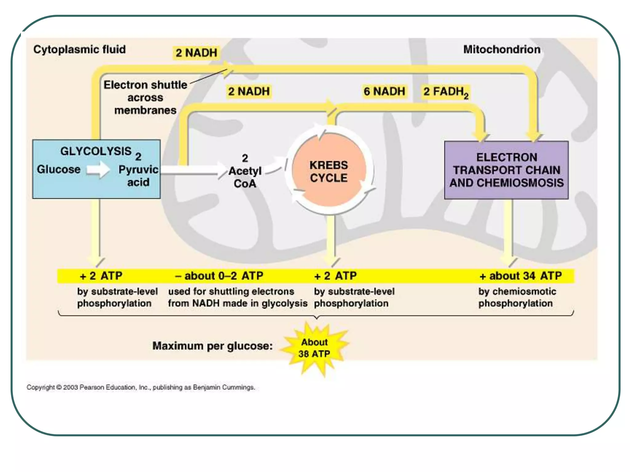 Cellular Respiration.ppt