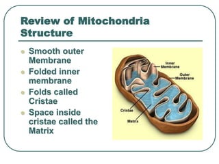 Cellular Respiration.ppt