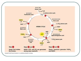 Cellular Respiration.ppt
