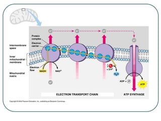 Cellular Respiration.ppt