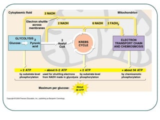 Cellular Respiration.ppt