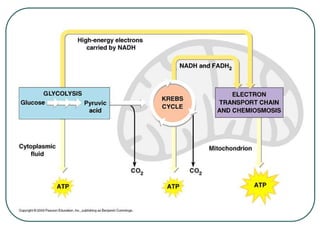 Cellular Respiration.ppt